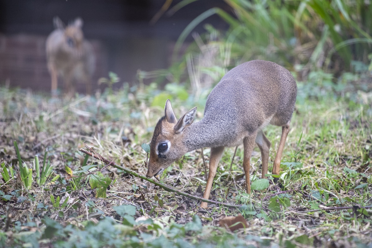 Visit Kirk's Dik-dik - A Zoo With Kirk's Dik-dik • Paignton Zoo