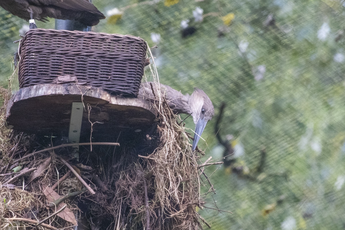 Impressive Nest-building Birds At Paignton Zoo • Paignton Zoo