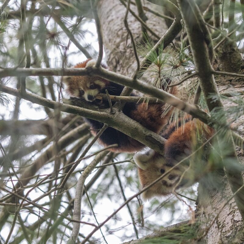 Two Endangered red pandas born at Paignton Zoo – Wild Planet Trust