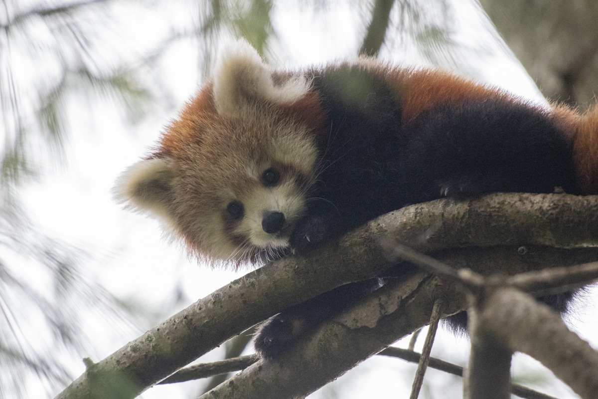 Two Endangered red pandas born at Paignton Zoo – Wild Planet Trust