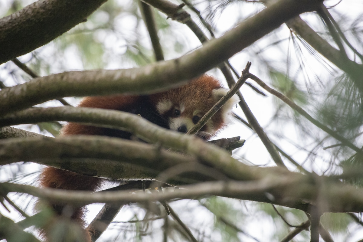 Two Endangered red pandas born at Paignton Zoo – Wild Planet Trust