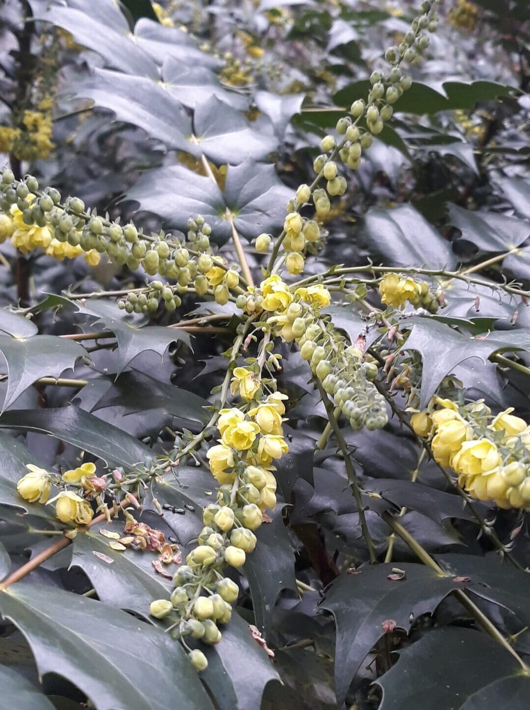 Spring Botanical Gallery • Paignton Zoo