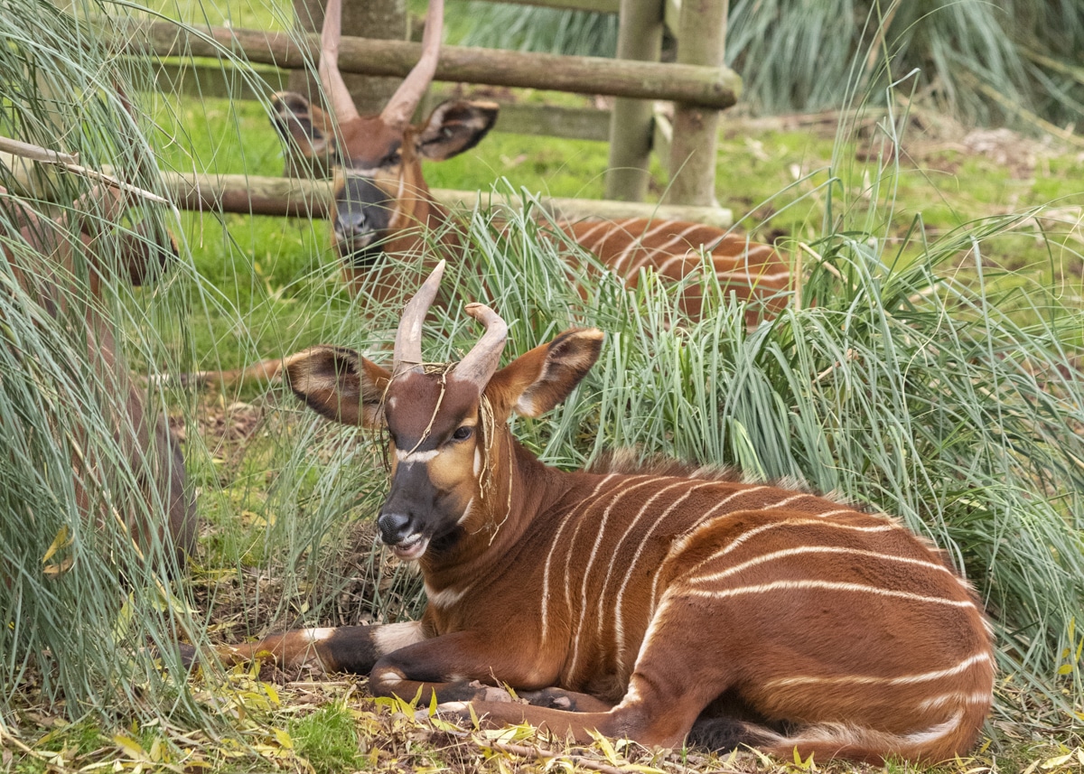 Our Mission • Paignton Zoo