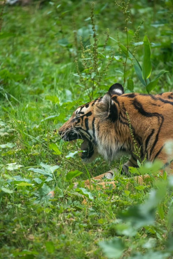 Flying Tigers Meet Sumatran Tigers For World Tiger Day • Paignton Zoo