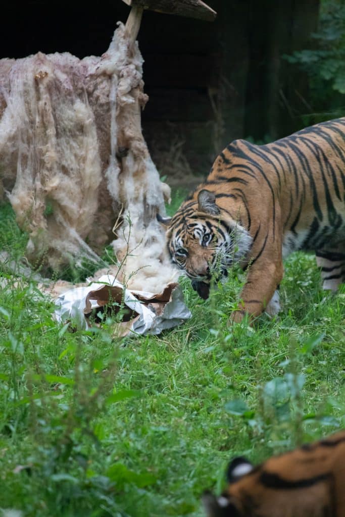 Flying Tigers Meet Sumatran Tigers For World Tiger Day • Paignton Zoo