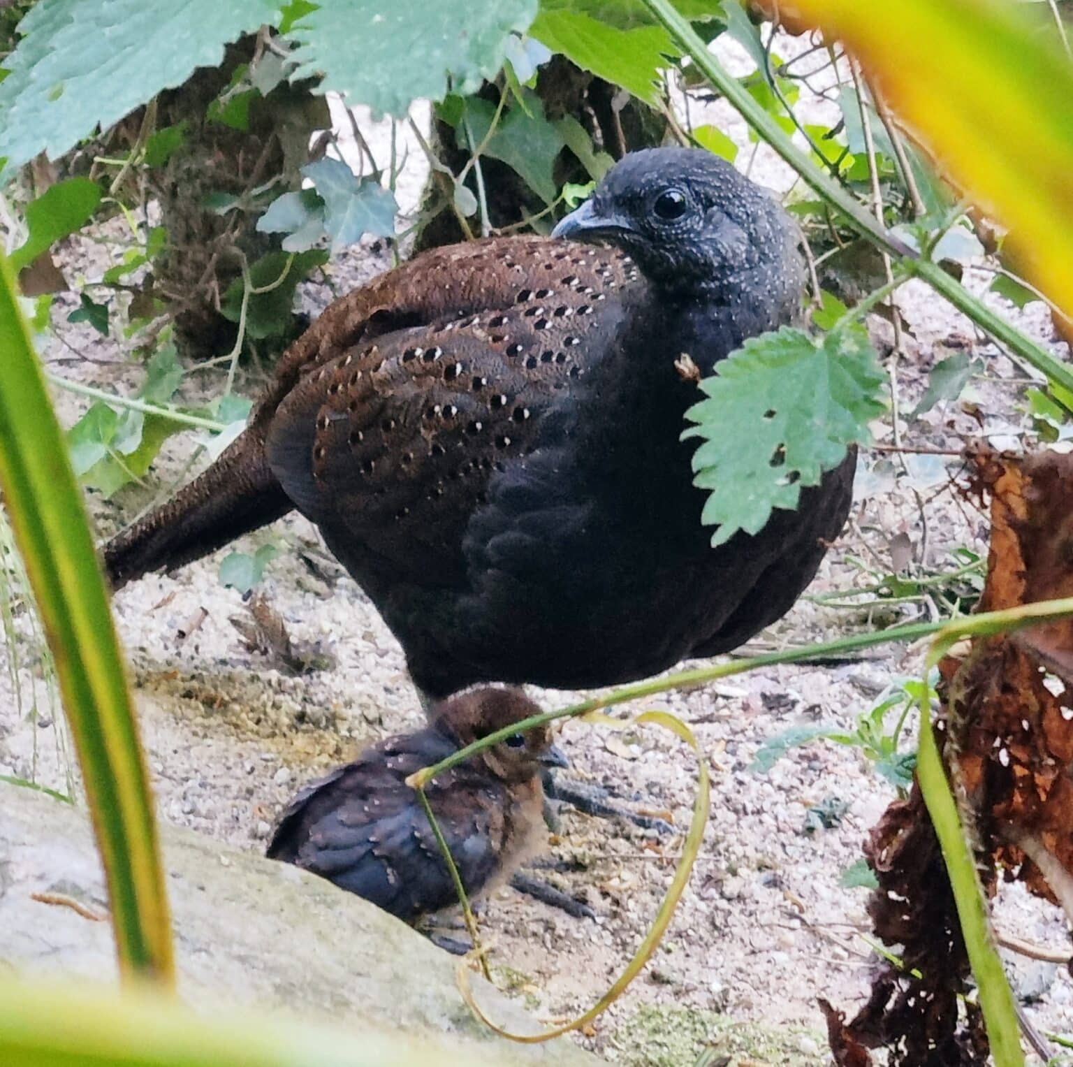 Rare Pheasant Chick Hatched At Paignton Zoo • Paignton Zoo