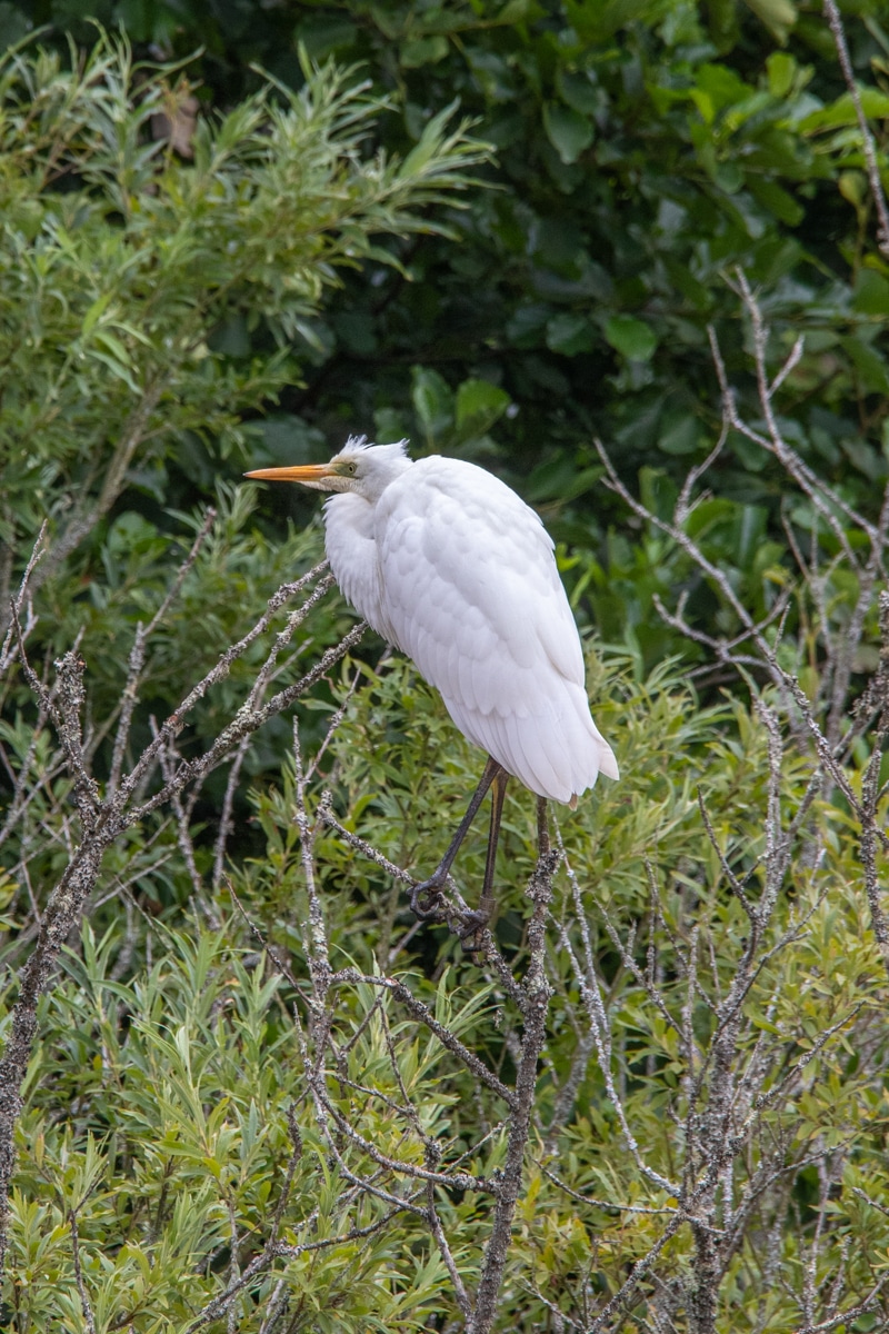 Rare Great White Egret Spotted At Paignton Zoo • Paignton Zoo