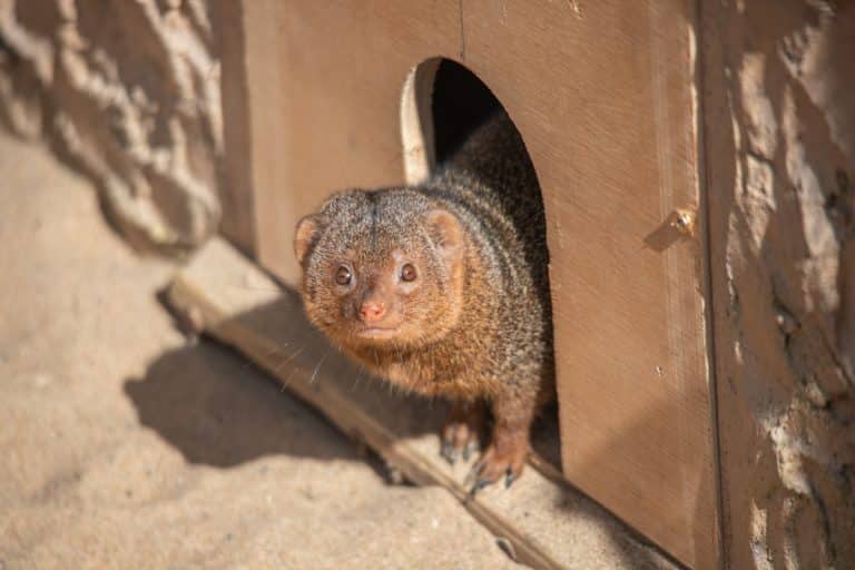 Visit Dwarf Mongoose - A Zoo With Dwarf Mongoose • Paignton Zoo