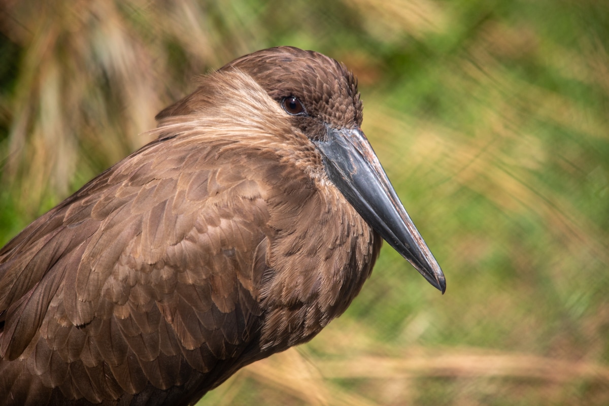 Visit Hamerkop - A Zoo With Hamerkop • Paignton Zoo