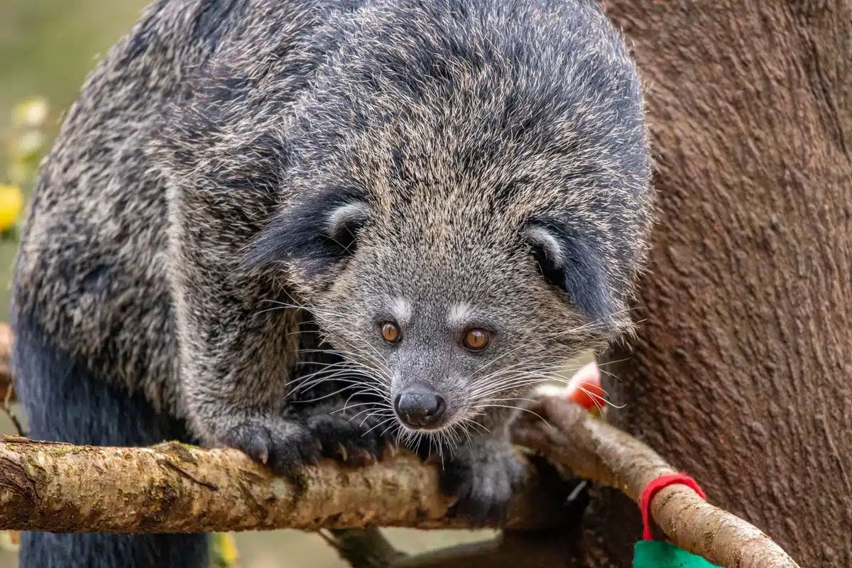 Visit Binturong - A Zoo With Binturong • Paignton Zoo
