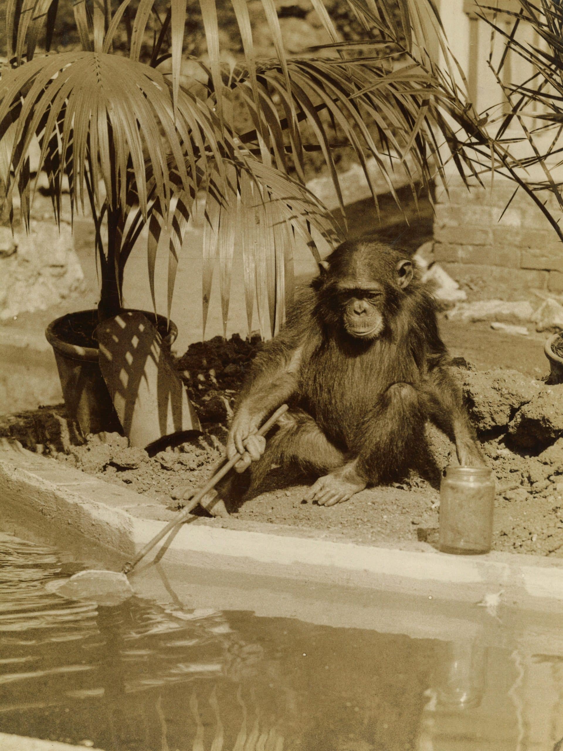 The Fascinating Life Of Paignton's Celebrity Chimp • Paignton Zoo