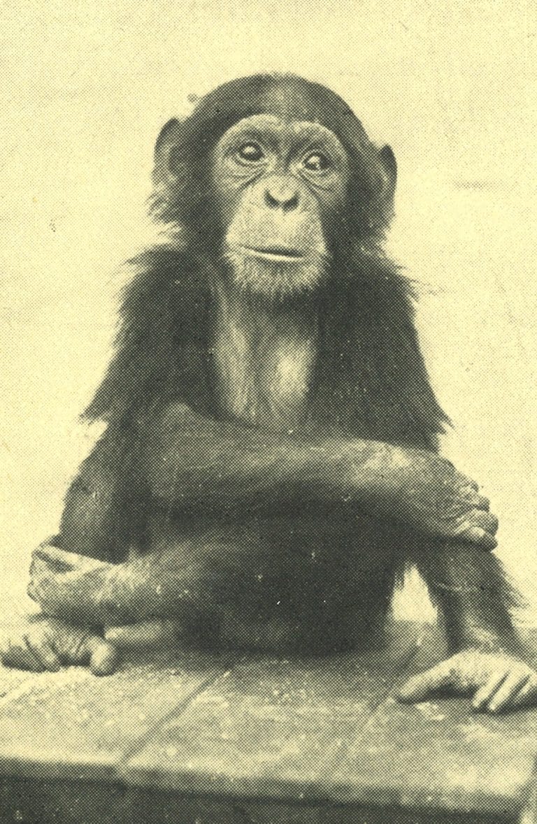 The Fascinating Life Of Paignton's Celebrity Chimp • Paignton Zoo