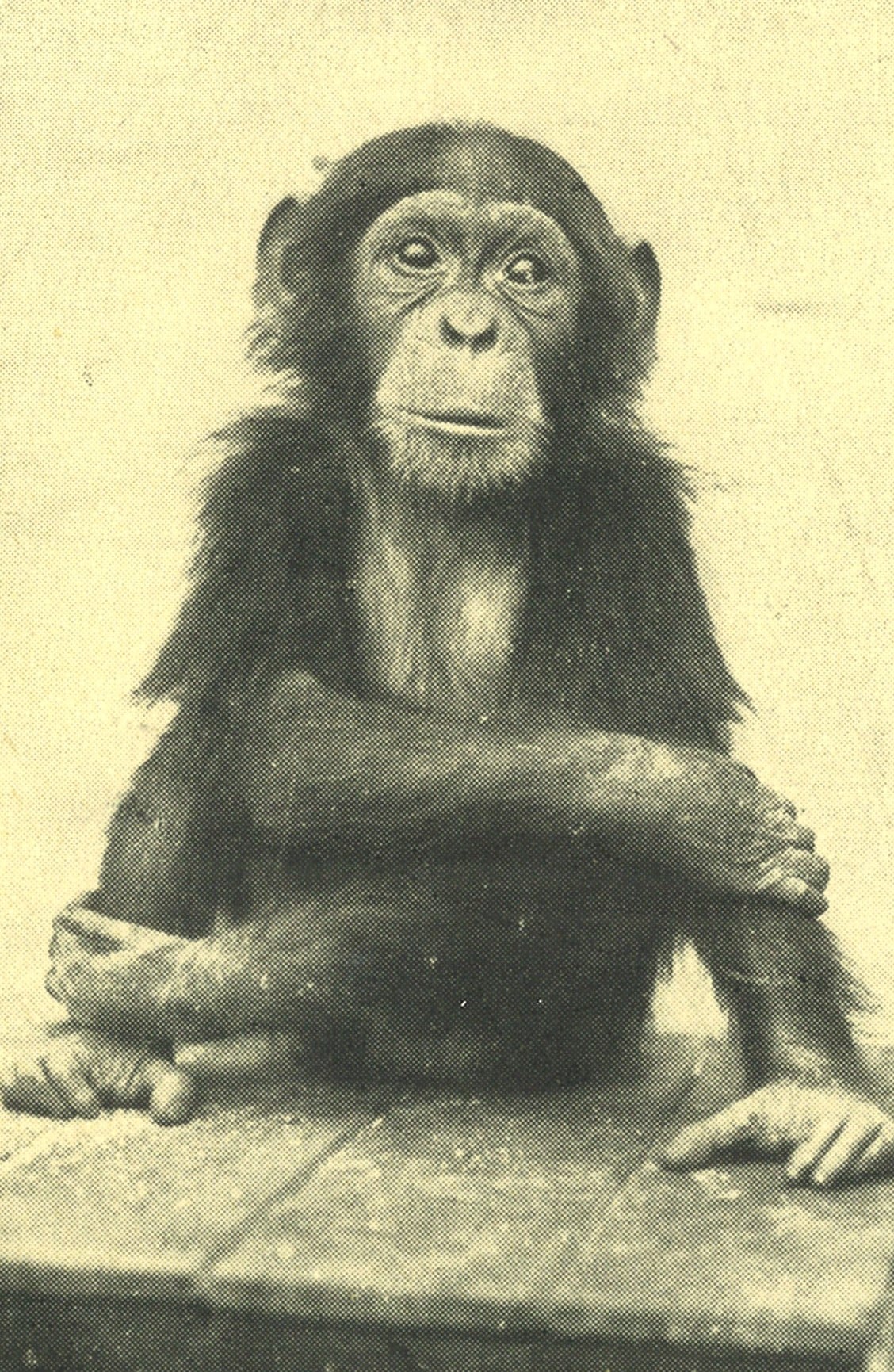 The Fascinating Life Of Paignton's Celebrity Chimp • Paignton Zoo
