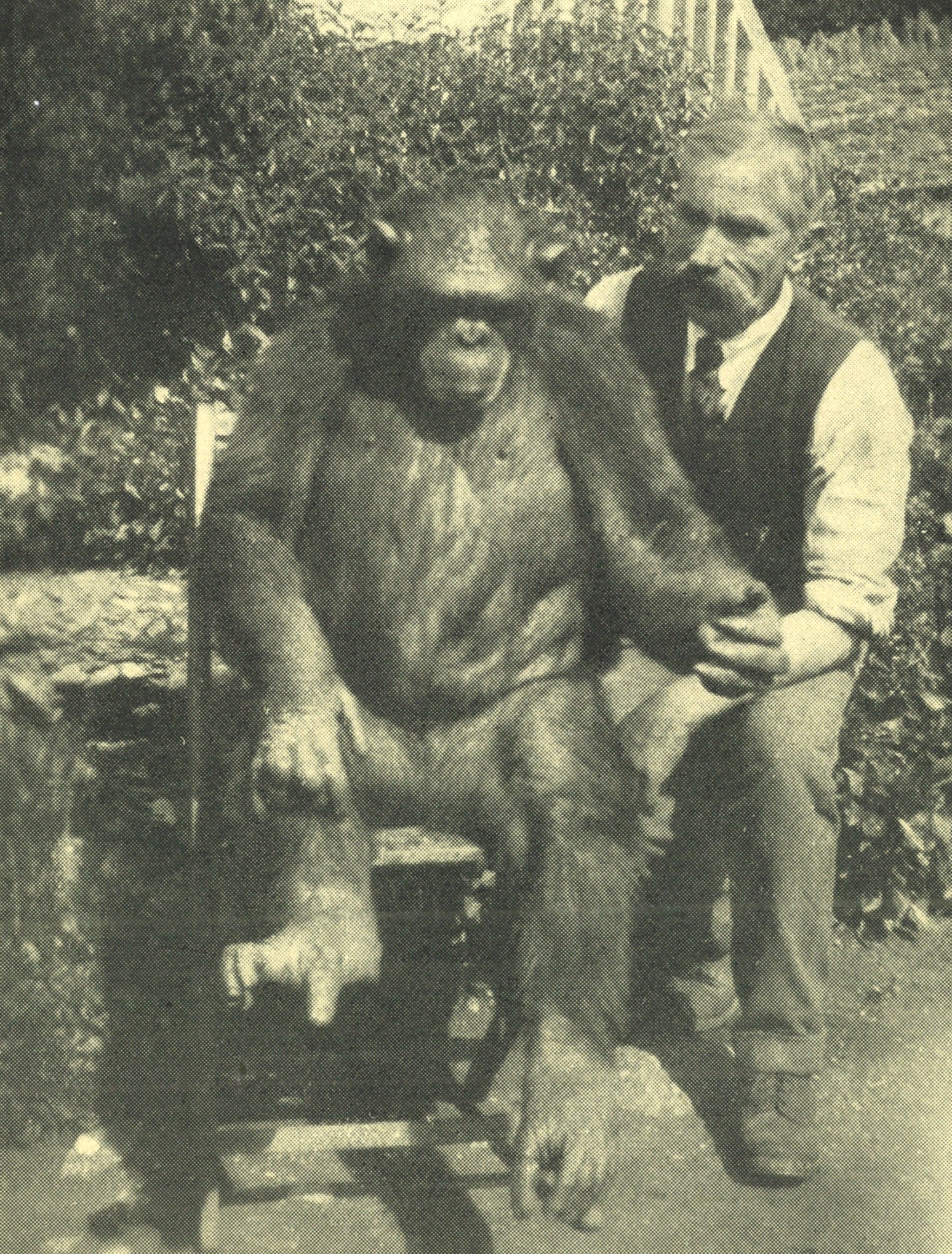 The Fascinating Life Of Paignton's Celebrity Chimp • Paignton Zoo