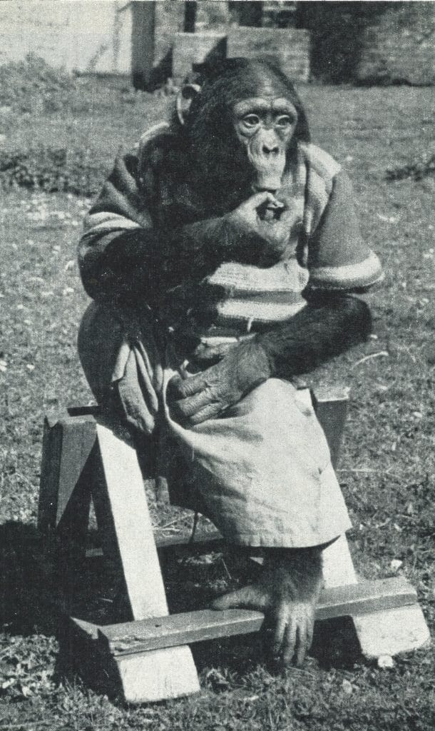 The Fascinating Life Of Paignton's Celebrity Chimp • Paignton Zoo