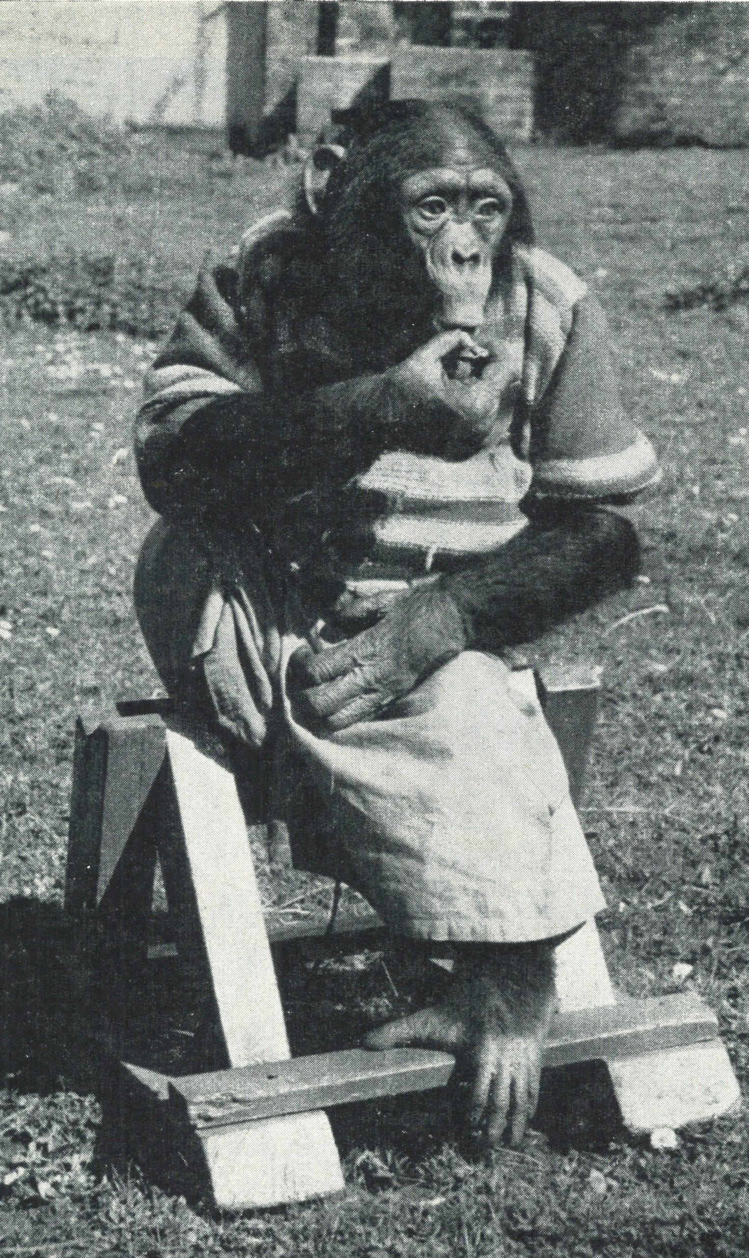 The Fascinating Life Of Paignton's Celebrity Chimp • Paignton Zoo