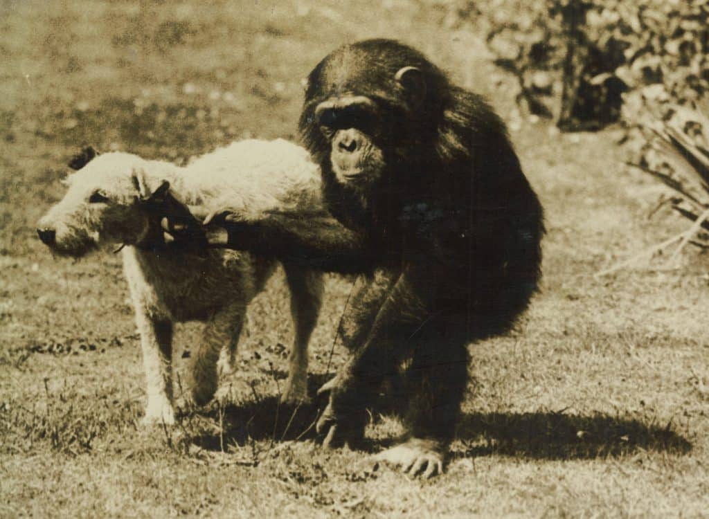 Worlds Largest Chimpanzee