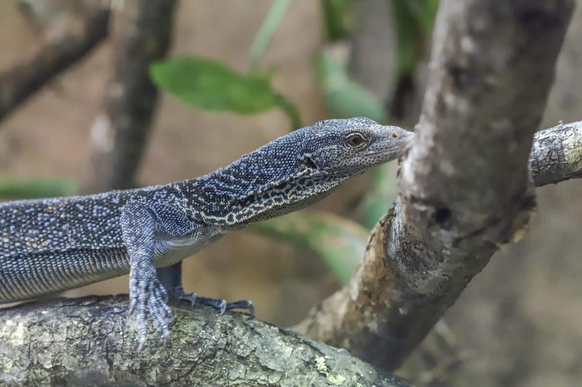 No Need To Feel Blue... • Paignton Zoo