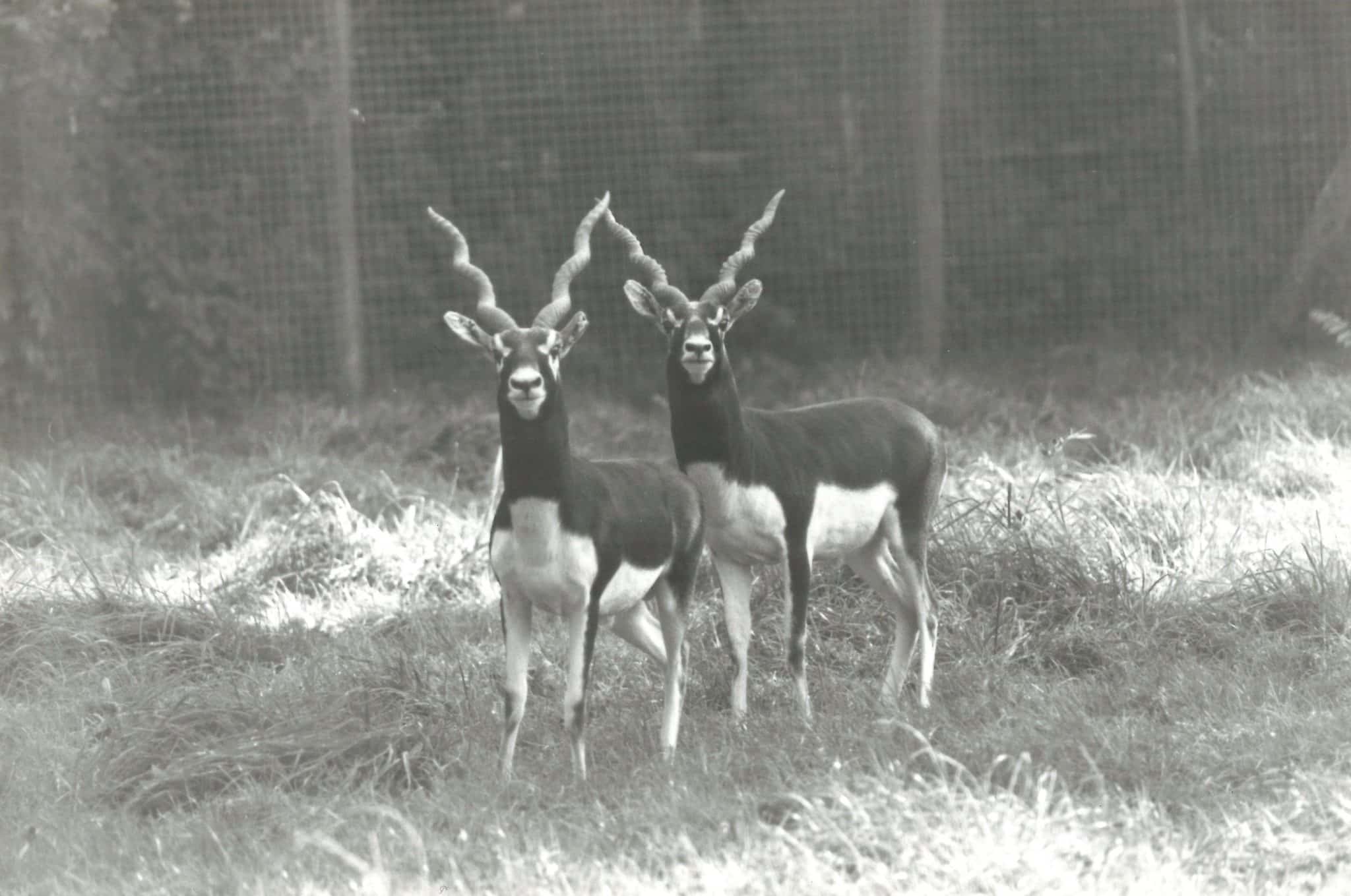 Zoo Memories Trail • Paignton Zoo