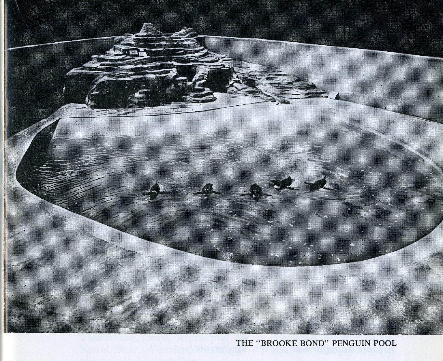 Zoo Memories Trail: Echidna • Paignton Zoo