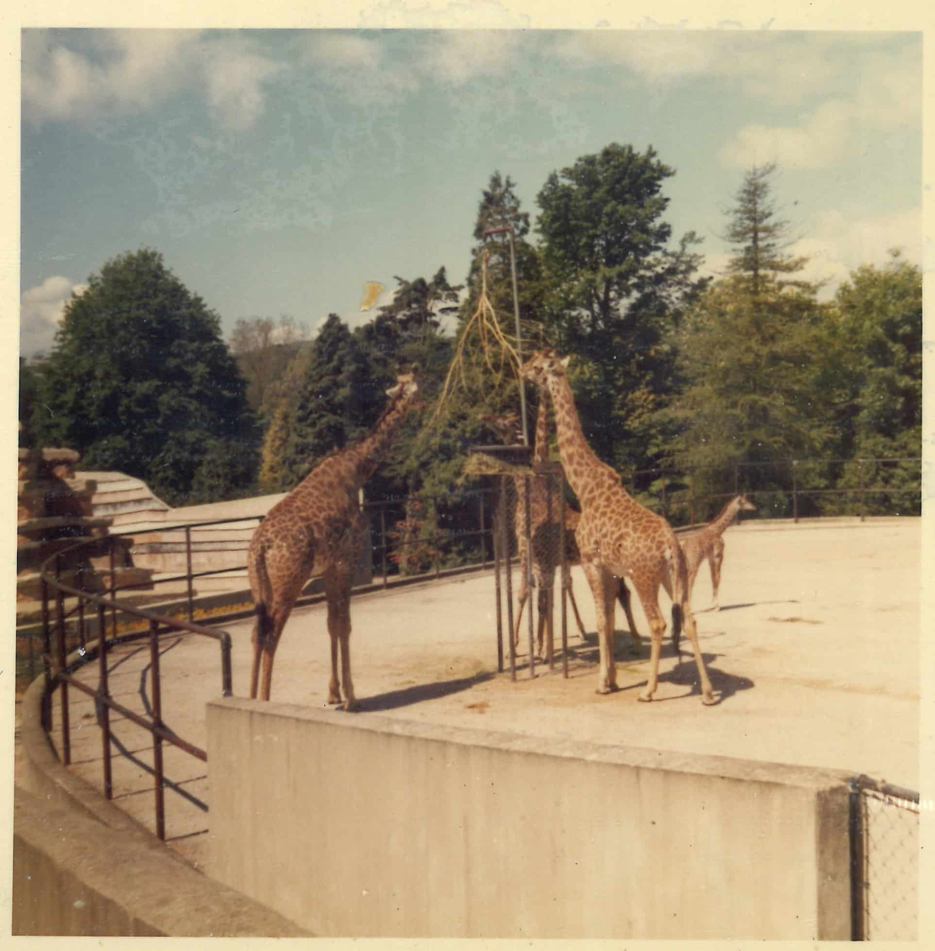 Zoo Memories Trail: Giant Tortoises • Paignton Zoo