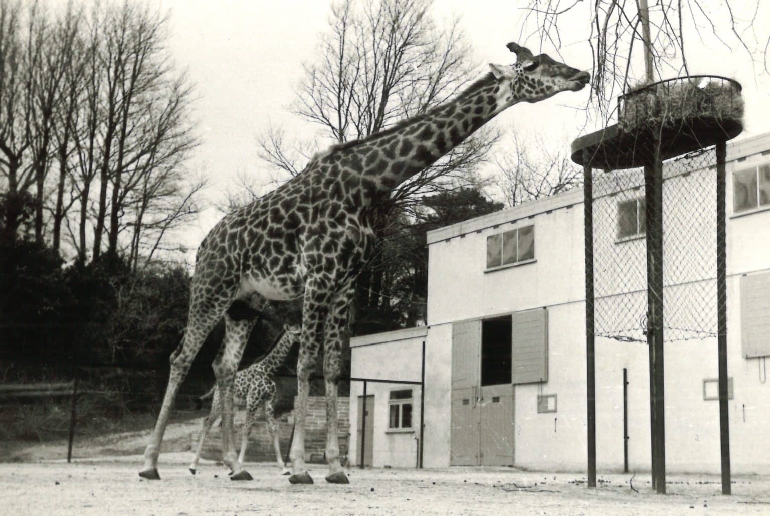 Zoo Memories Trail: Giant Tortoises • Paignton Zoo
