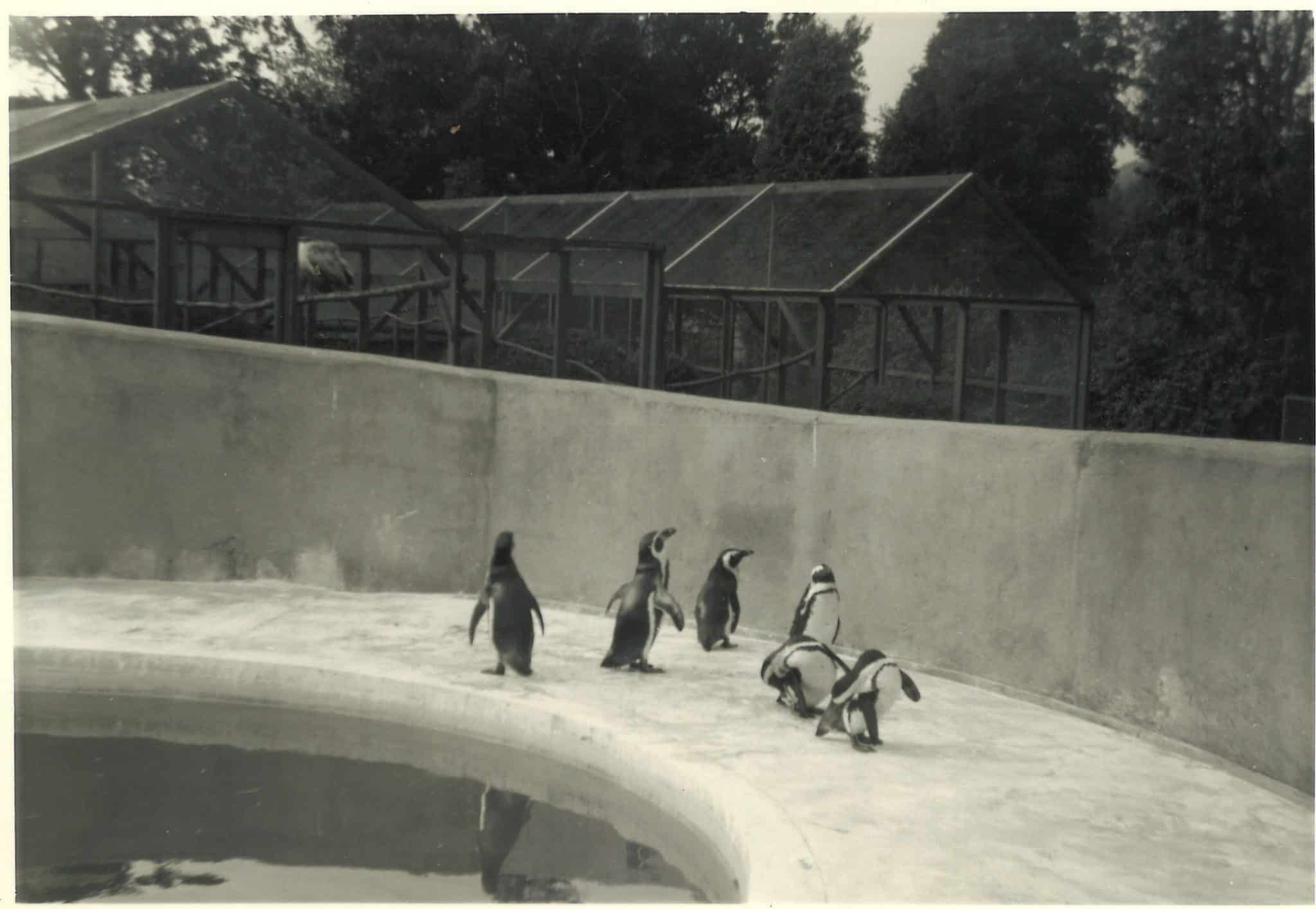 Zoo Memories Trail: Echidna • Paignton Zoo