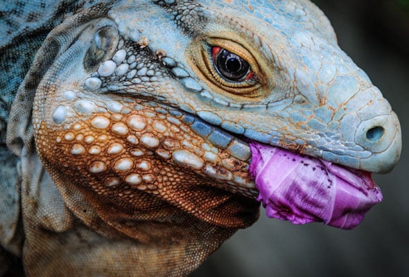 Saving The Blues: Zookeeper's Mission In Grand Cayman • Paignton Zoo