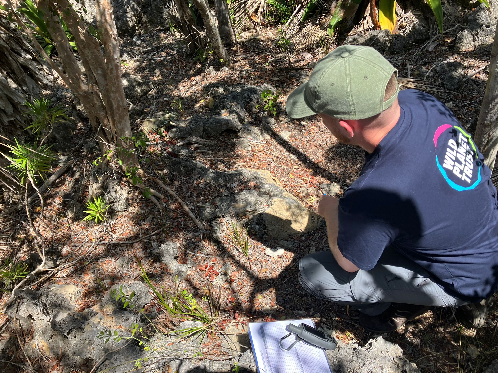 Saving The Blues: Zookeeper's Mission In Grand Cayman • Paignton Zoo