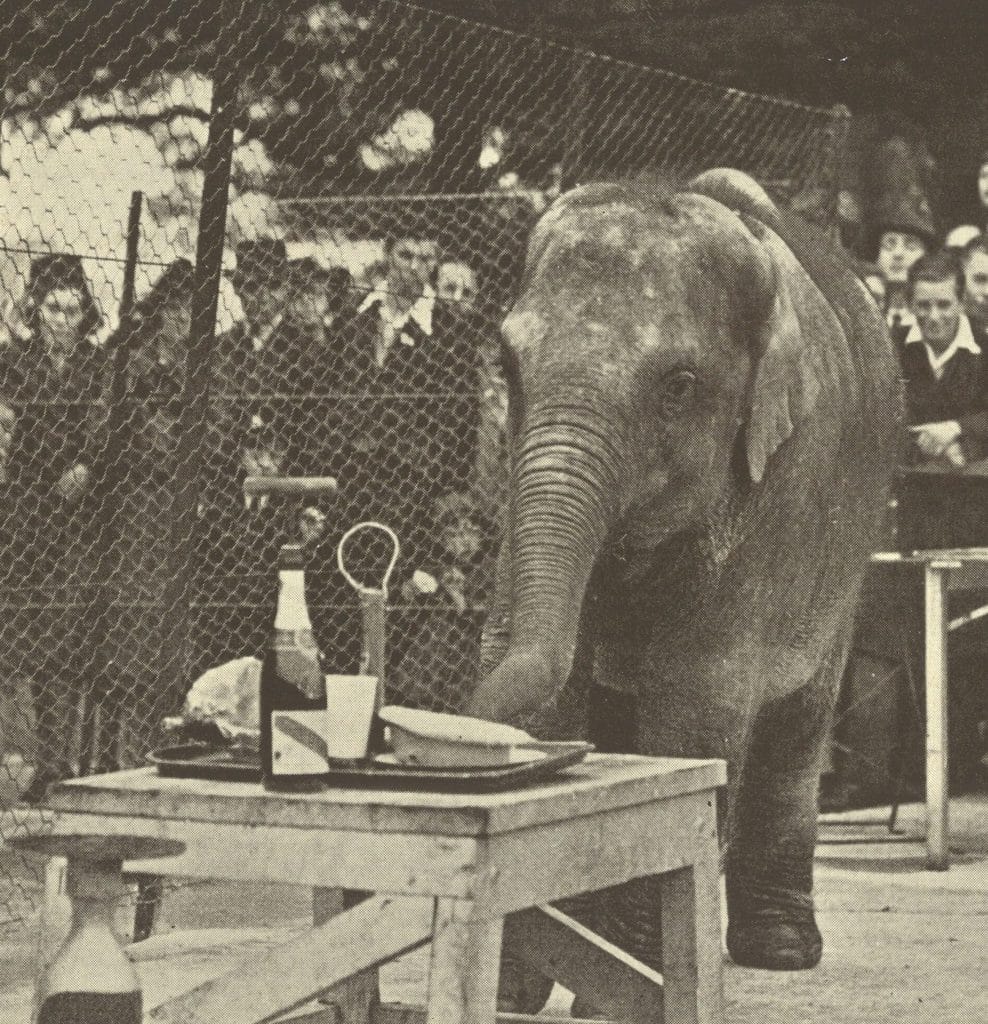 World War Zoo: From Chessington To Devon's Zoo & Circus • Paignton Zoo