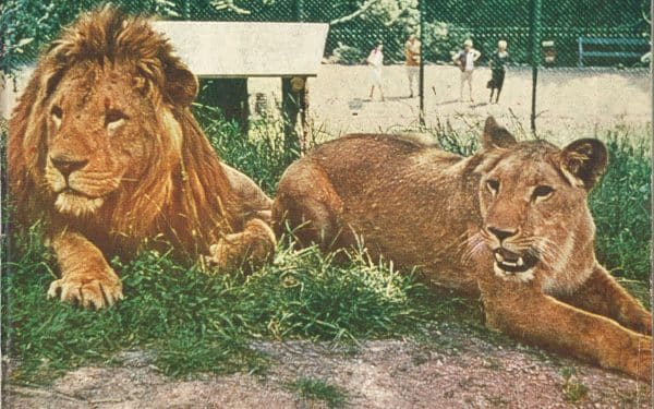 A Century Of Superstars: Paignton Zoo's Top 10 Iconic Animals ...