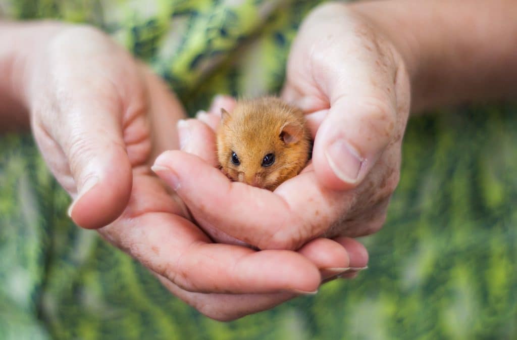 Hazel Dormice Conservation: Rescuing Britain's Rarest Rodent • Paignton Zoo