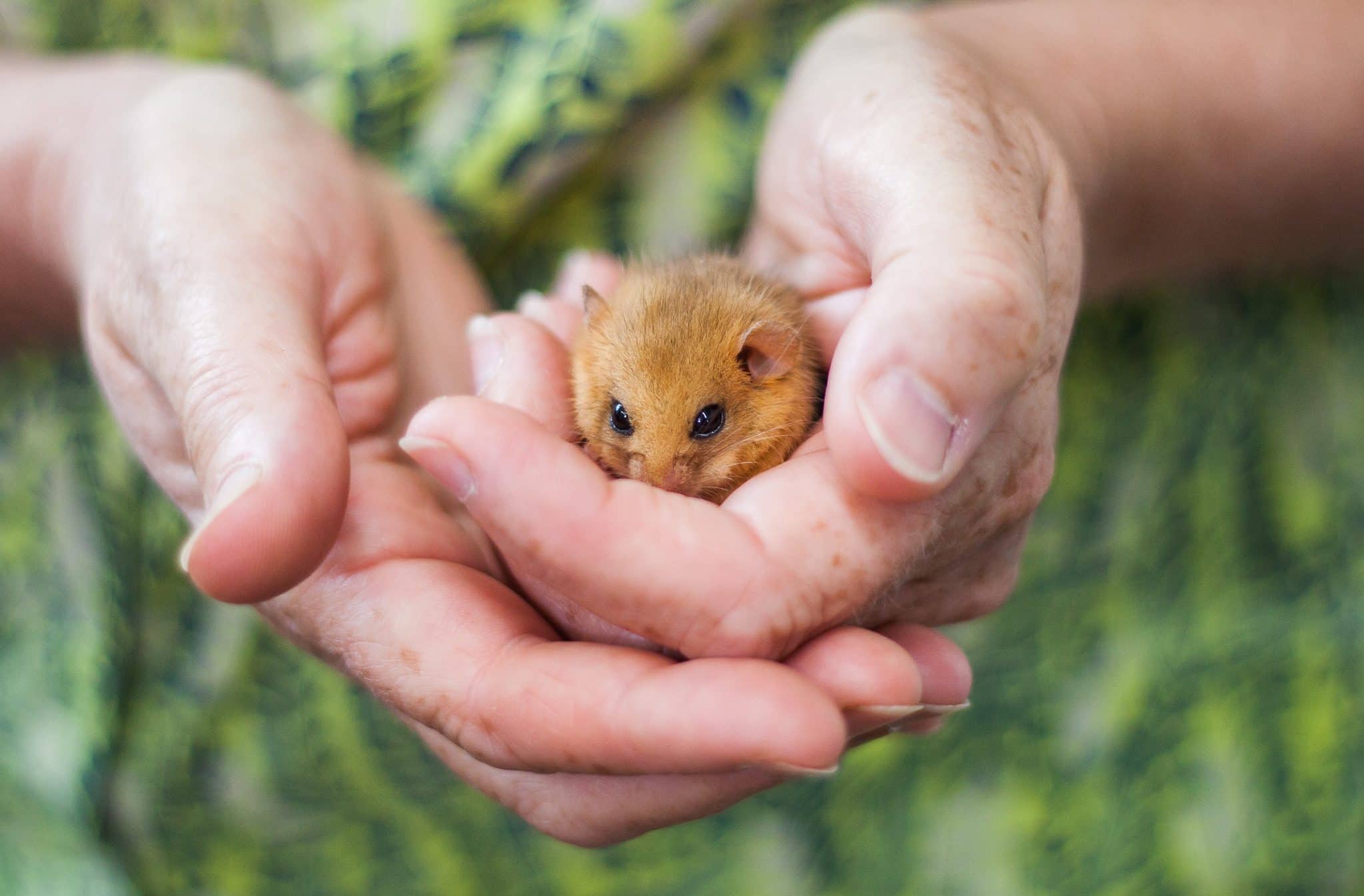 Hazel Dormice Conservation: Rescuing Britain's Rarest Rodent • Paignton Zoo