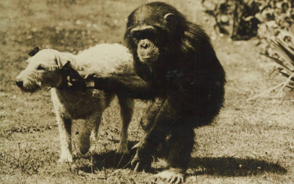 A Century Of Superstars: Paignton Zoo's Top 10 Iconic Animals ...