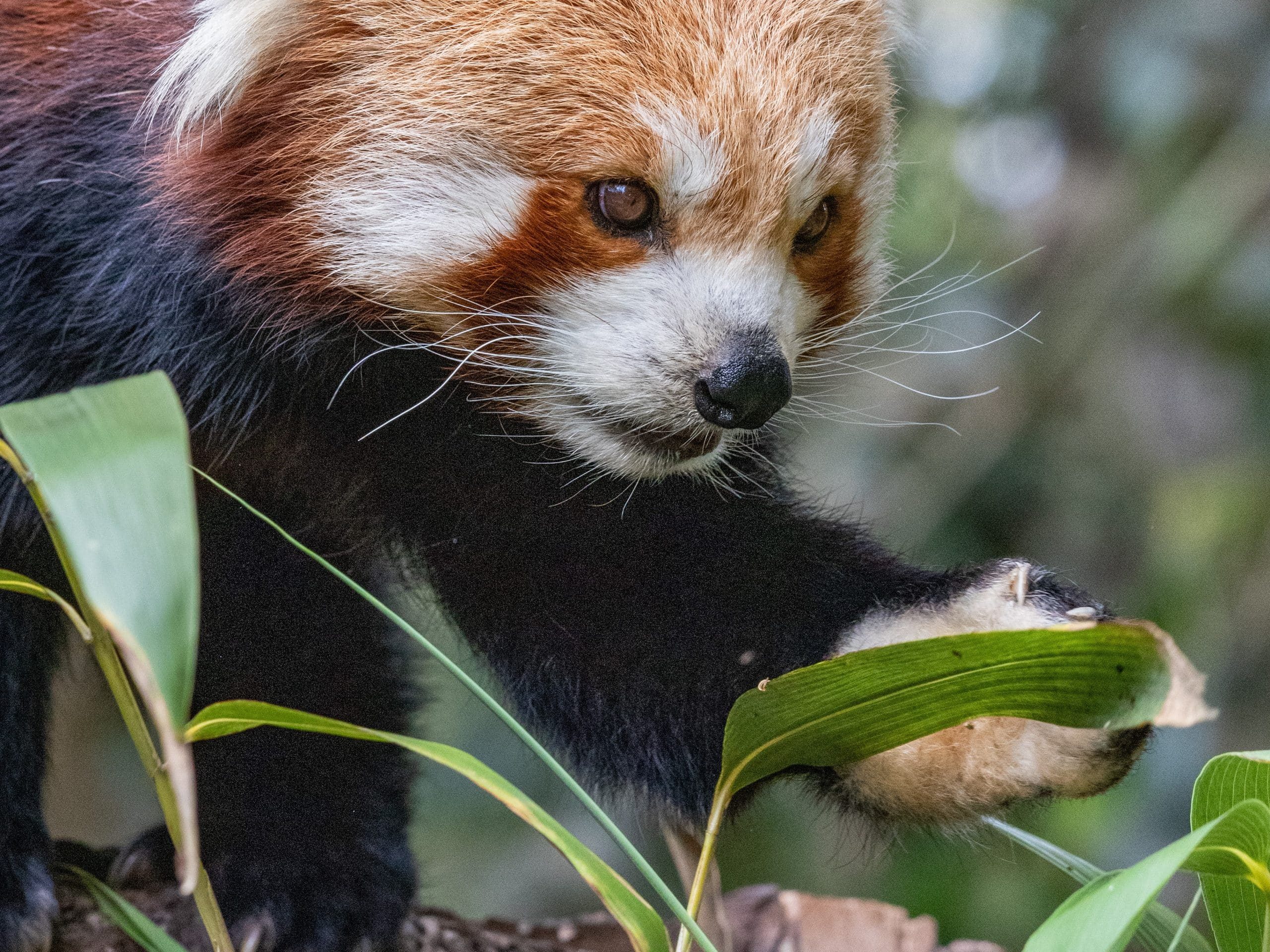 Red Panda Gold Adult Adoption Pack • Paignton Zoo