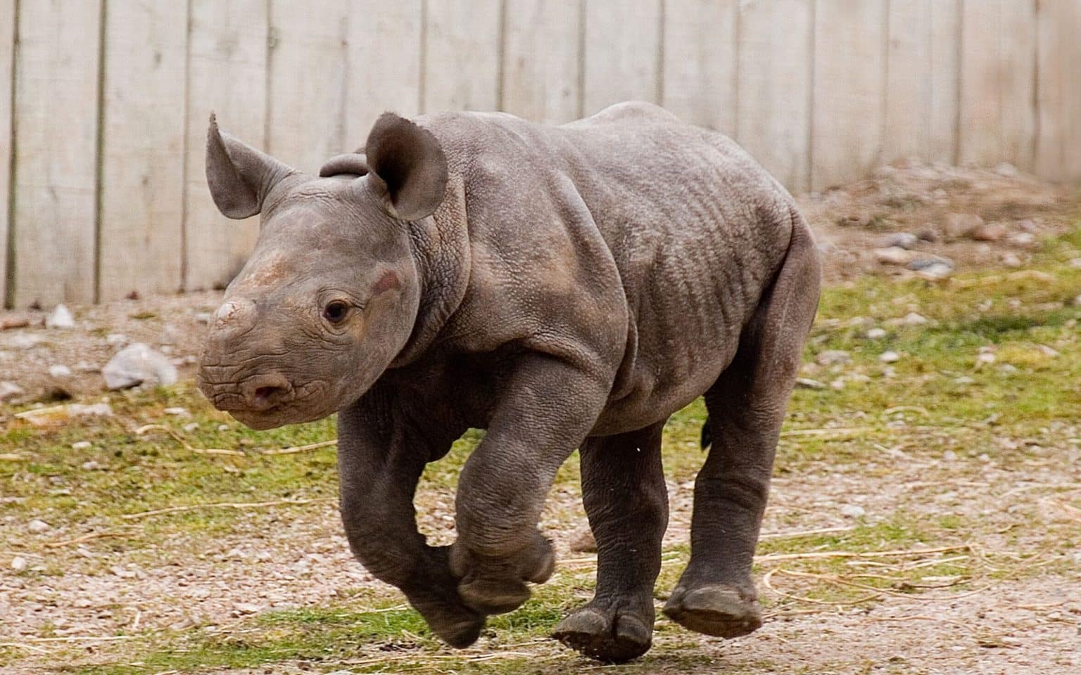 A Century Of Superstars: Paignton Zoo's Top 10 Iconic Animals ...