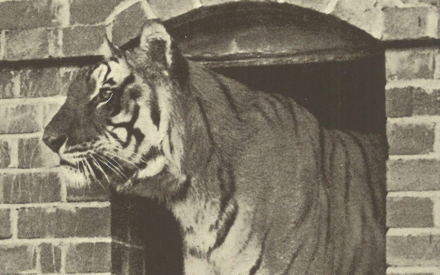 A Century Of Superstars: Paignton Zoo's Top 10 Iconic Animals ...