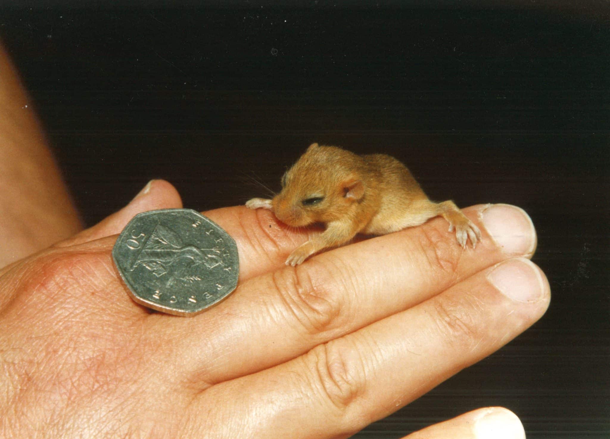Hazel Dormice Conservation: Rescuing Britain's Rarest Rodent • Paignton Zoo
