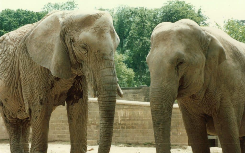 A Century Of Superstars: Paignton Zoo's Top 10 Iconic Animals ...