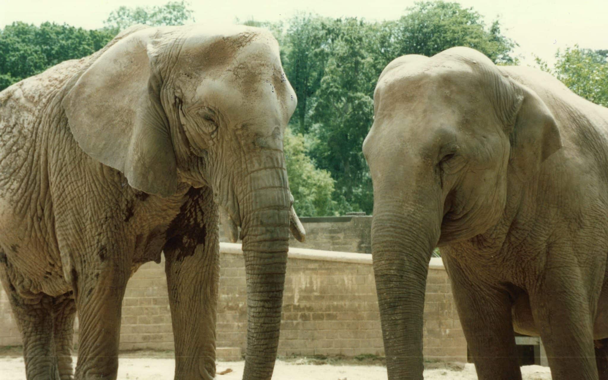 A Century Of Superstars: Paignton Zoo's Top 10 Iconic Animals ...