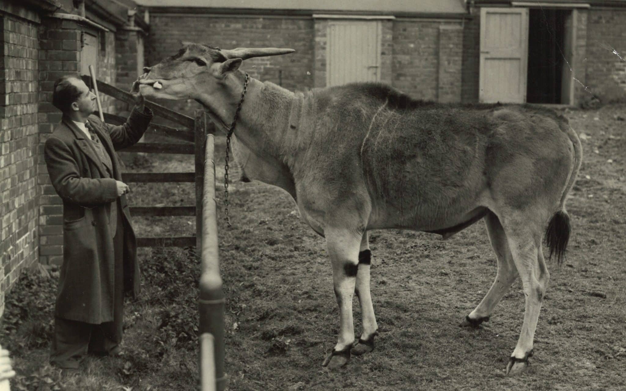 A Century Of Superstars: Paignton Zoo's Top 10 Iconic Animals ...