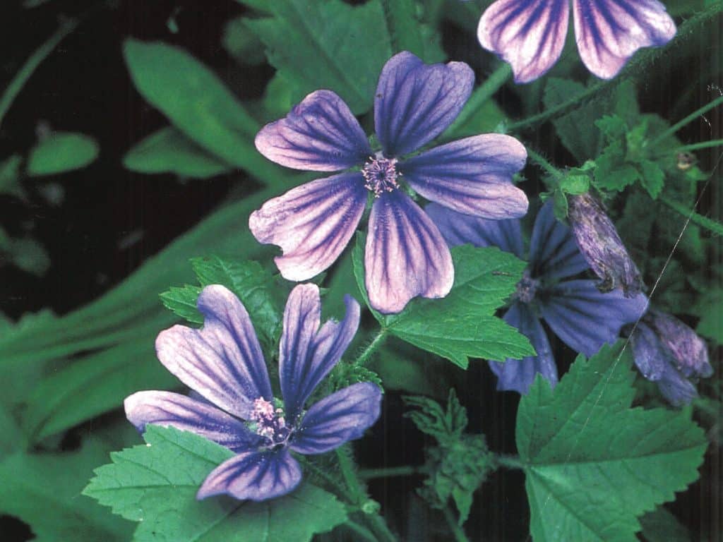 The Green Zoo: Paignton Zoo’s Botanical Achievements • Paignton Zoo