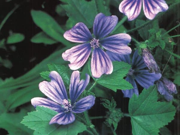 The Green Zoo: Paignton Zoo’s Botanical Achievements • Paignton Zoo