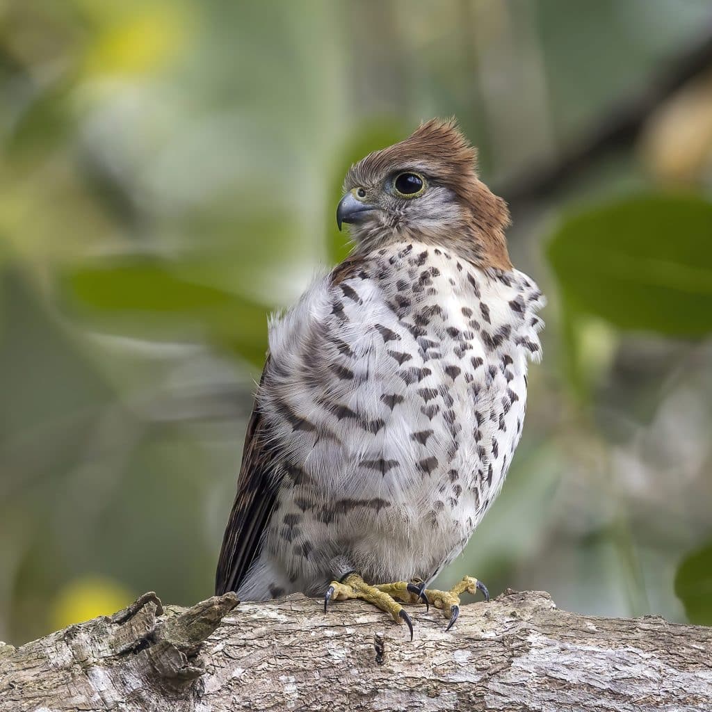 Oddities And Rarities Of Paignton Zoo: Past And Present • Paignton Zoo