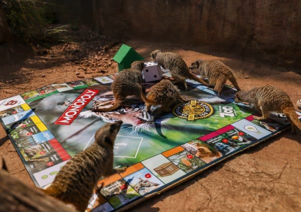 New Paignton Zoo Monopoly Has A Hidden Meaning • Paignton Zoo