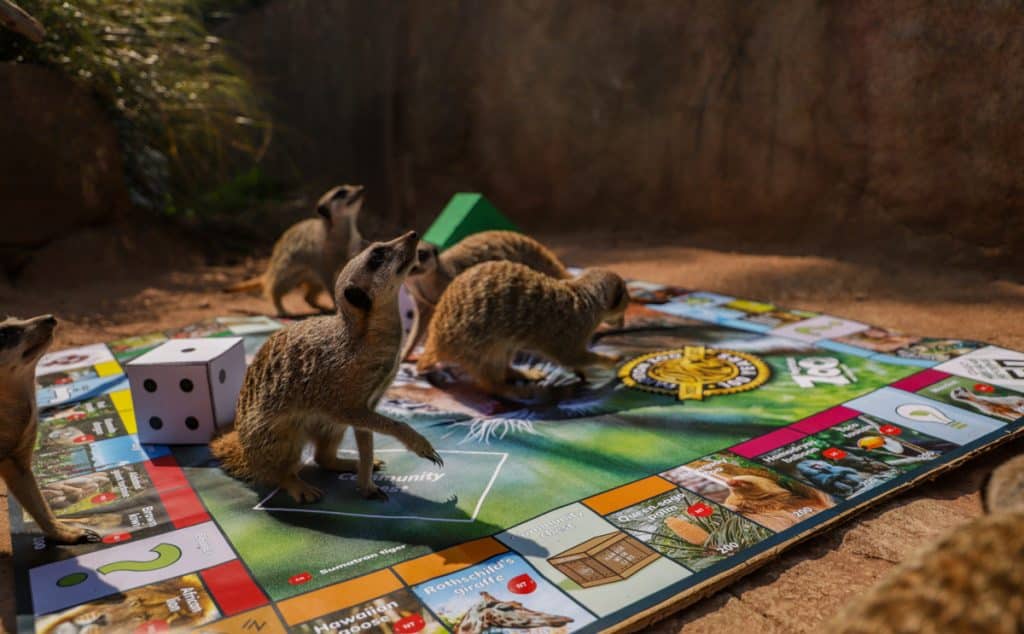 New Paignton Zoo Monopoly Has A Hidden Meaning • Paignton Zoo