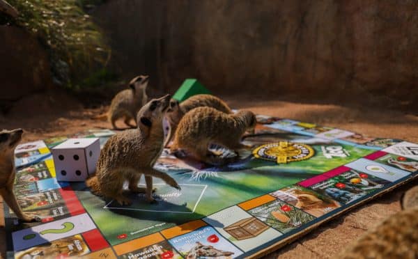 New Paignton Zoo Monopoly Has A Hidden Meaning • Paignton Zoo