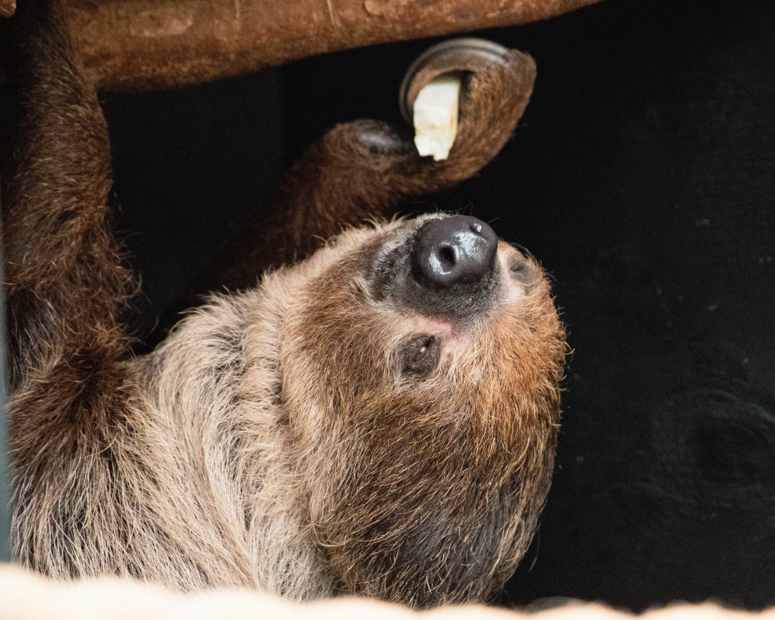 Visit Linne's Two-toed Sloth - A Zoo With Linne's Two-toed Sloth ...