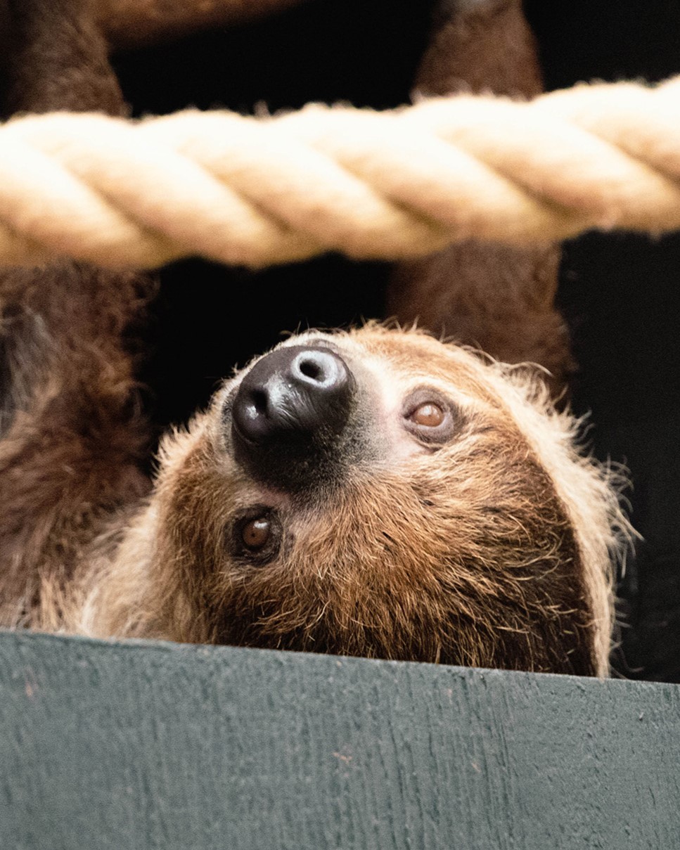 Visit Linne's Two-toed Sloth - A Zoo With Linne's Two-toed Sloth ...