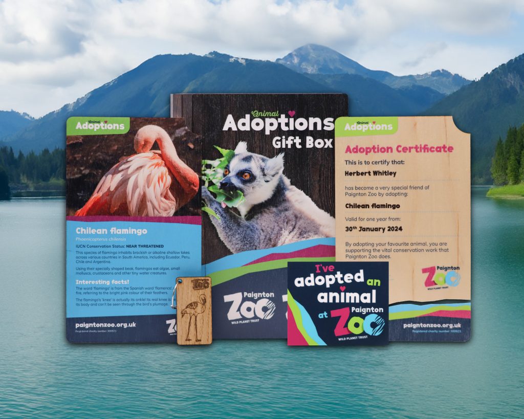 Flamingo Silver Adult Adoption Pack • Paignton Zoo